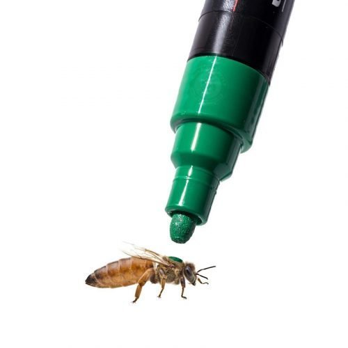 POSCA PC-5M Bee Queen Marking Pen - Ango Apiculture